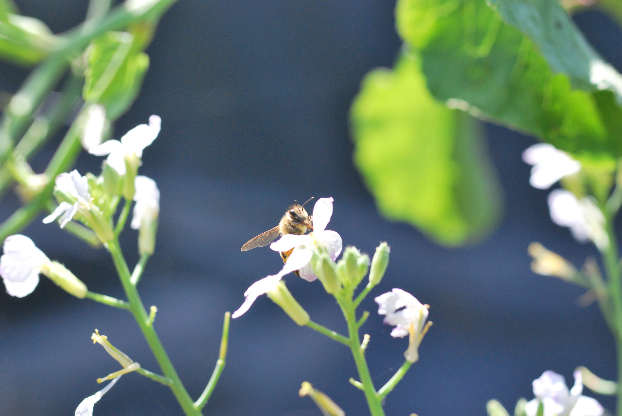 SWARM SEASON - Artemis Smiles